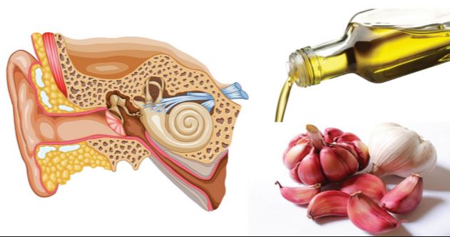 Garlic Oil For Ear Infection How To Make Use Mullein And Does Garlic Oil Help Ear Infection And